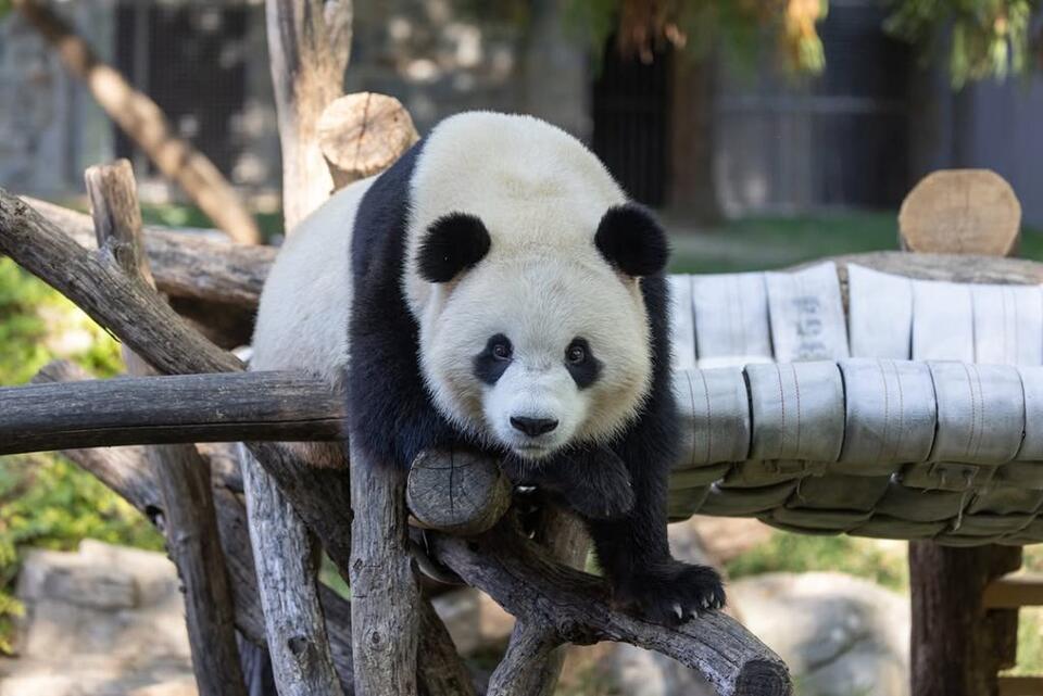 Meet Bao Li and Qing Bao: Giant Pandas Debut at Washington DC Zoo! - NewsBreak