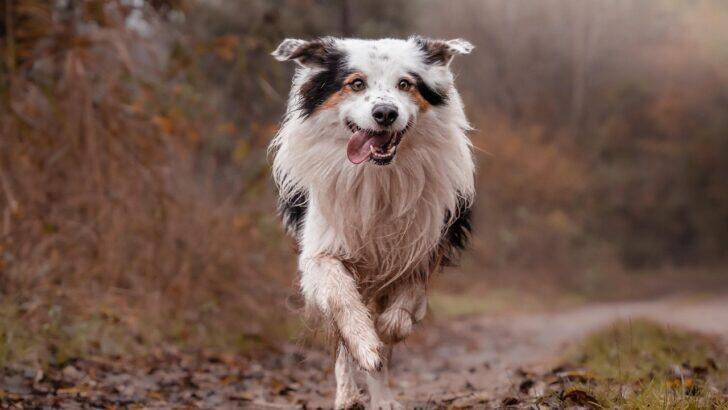 15 Amazing Feats of Memory in the Animal Kingdom - NewsBreak