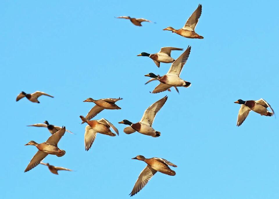 2025 Waterfowl Fall Flight Forecast Similar to Last Year - NewsBreak