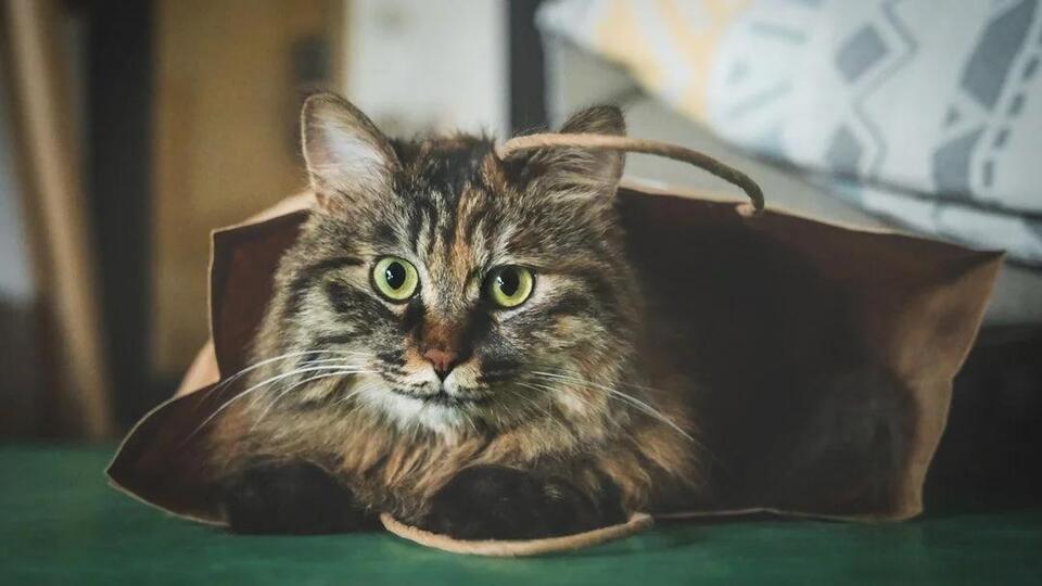 12 Common Cat Behaviors Decoded: What Your Feline Friend Is Really ...