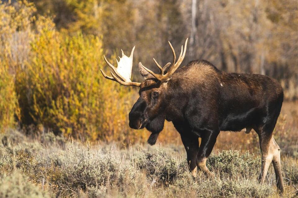 How To Apply For Utah's 2026 Big Game Hunting Permits - NewsBreak
