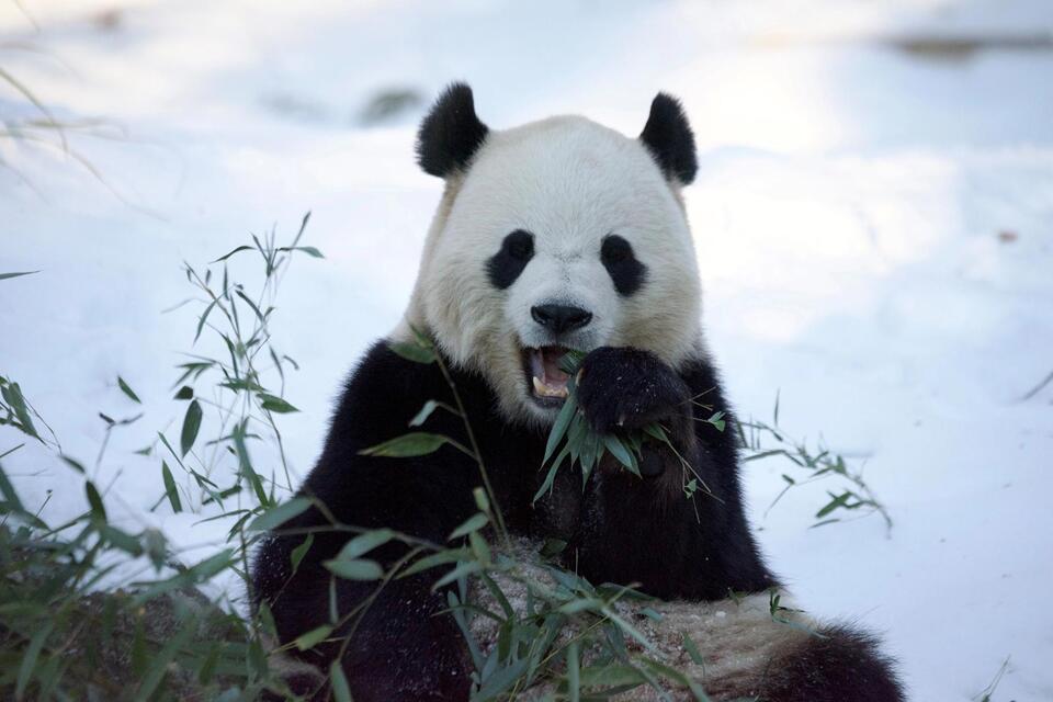 Live: Giant pandas Bao Li, Qing Bao make public debut at National Zoo ...
