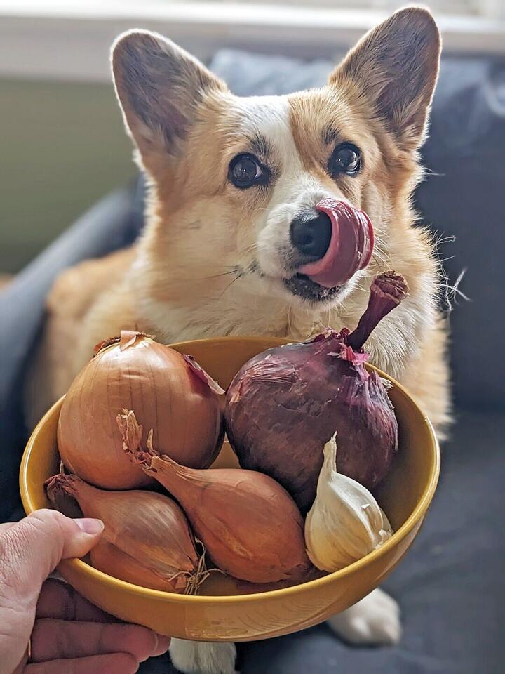 COLUMN | Milkweed + Honey: Fall is full in the vegetable patch - NewsBreak