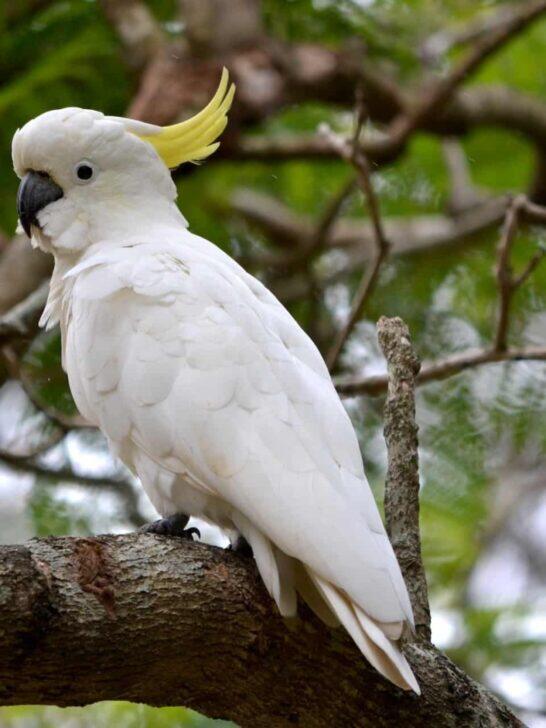 Cockatoo: An Affable Bird That Mimics Humans - NewsBreak