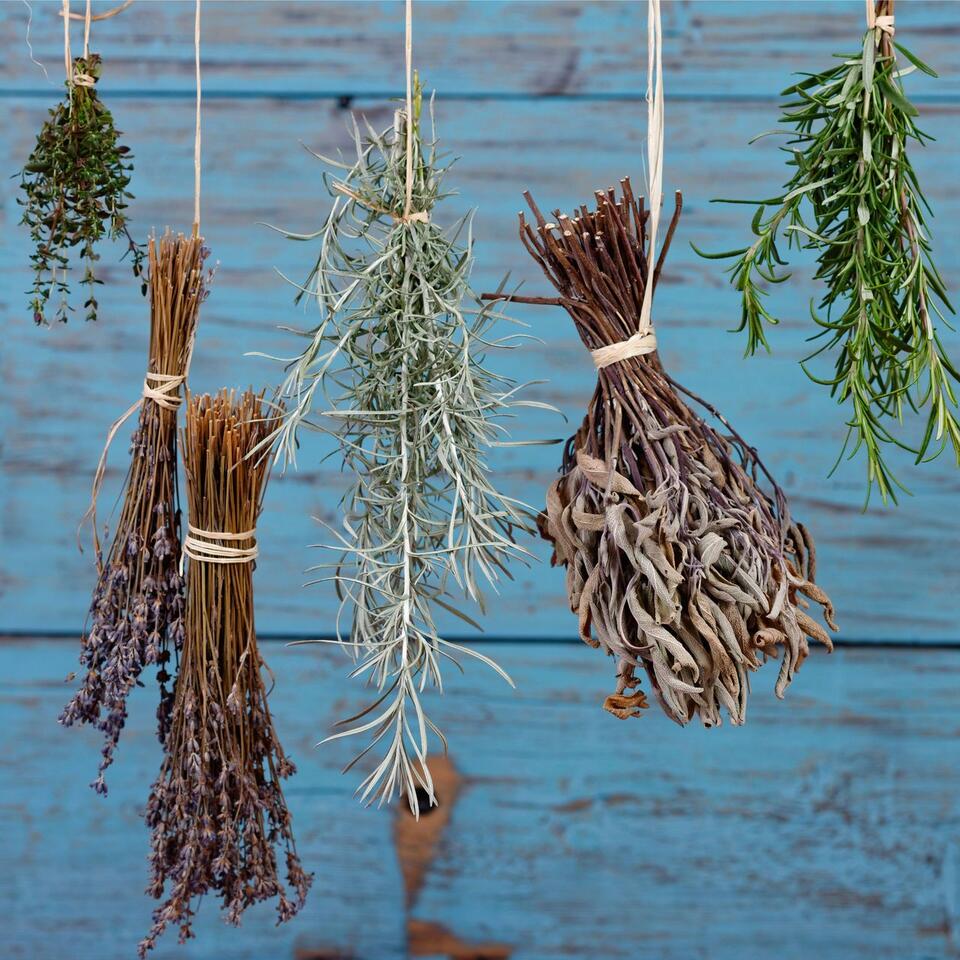 6 Herbs to Harvest and Dry Before Frost Hits - NewsBreak