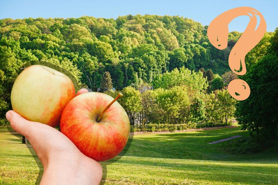 Was This Historic Apple Actually Named After The Hudson Valley? - NewsBreak