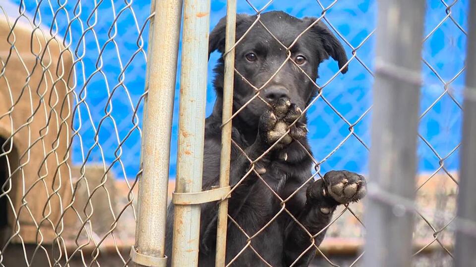Lowcountry shelters unite for free pet adoptions amid overcrowding ...