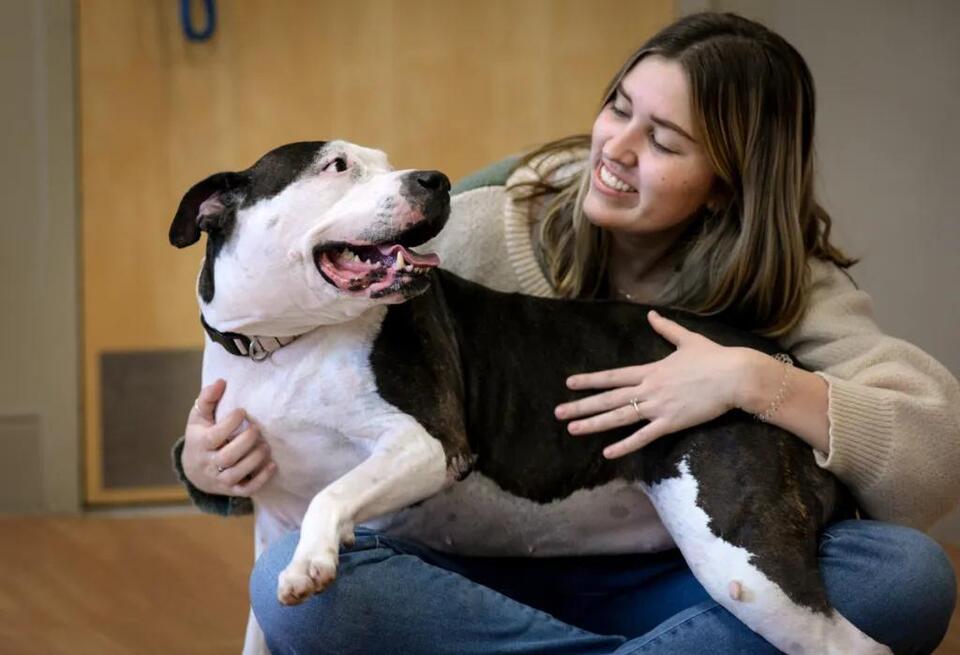 Unwanted dogs adopted during the pandemic are flooding Bangor’s animal ...