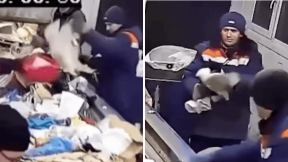 Worker Saves A Cat From A Garbage Disposal Machine - NewsBreak