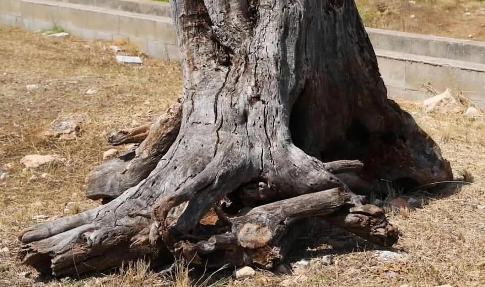 Old tree stump rescued from rot becomes a dreamy succulent planter ...