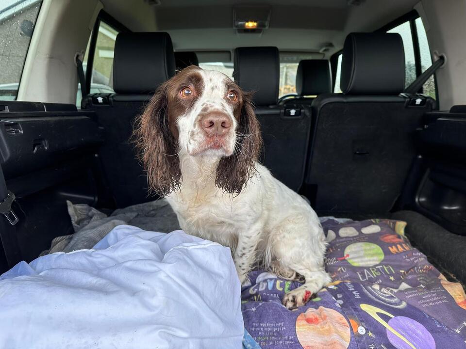 Dog rescued after falling through snow ledge and surviving freezing ...