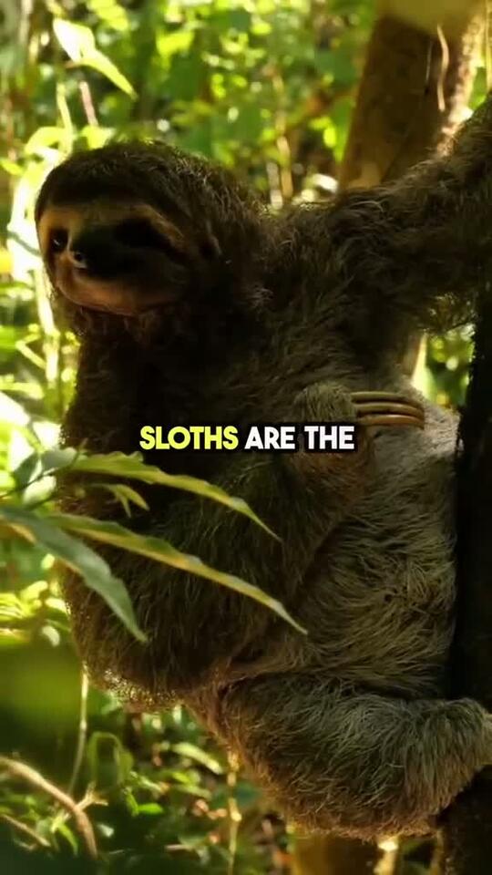 Fascinating facts about Sloths and their speed sloths sloth mammals funfacts DidYouKnow facts ...