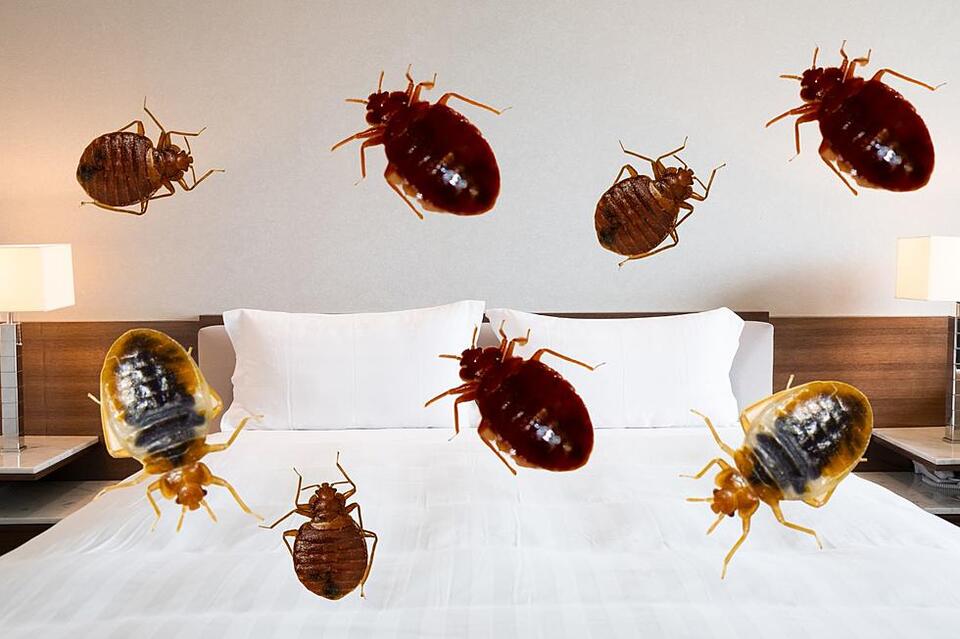 New Jersey has one of the worst places for bed bug infestations - NewsBreak