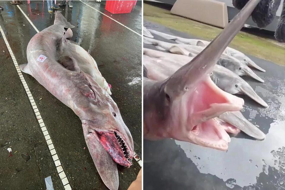 Fishermen bag super rare 2,000-pound pregnant ‘devil shark’ - NewsBreak