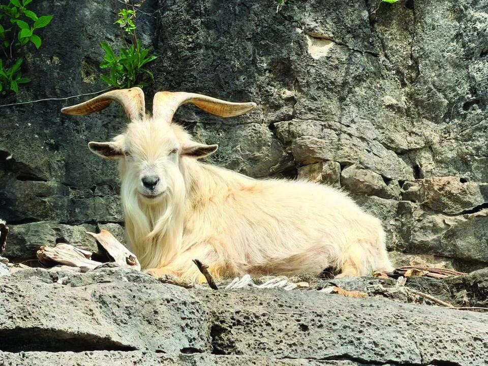An unlikely Ozark legend: Crisco the goat - NewsBreak
