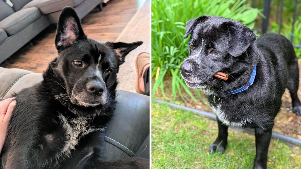 Meet The Sweet Dog Once Again Searching For Home After Adoptive Family ...