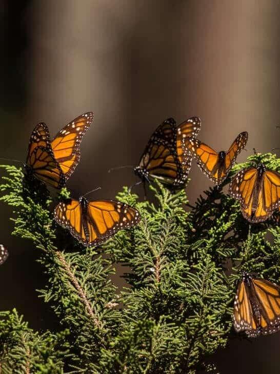 The Remarkable Monarch Butterfly Migration - NewsBreak