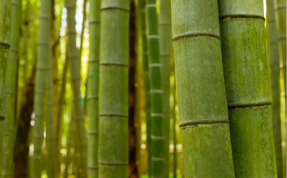 Grow this invasive plant and get a $100 fine: N.J. town eyes bamboo ban ...