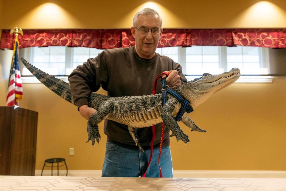 Wally, the emotional support alligator, goes missing after being ...
