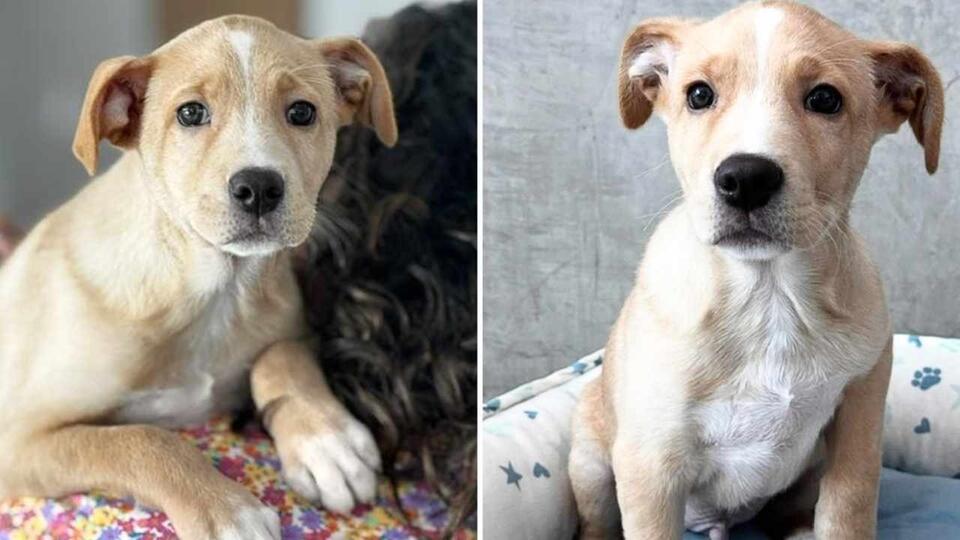 Young Puppy Who Was Abandoned Inside Box at 4-Weeks-Old Now Looking For ...