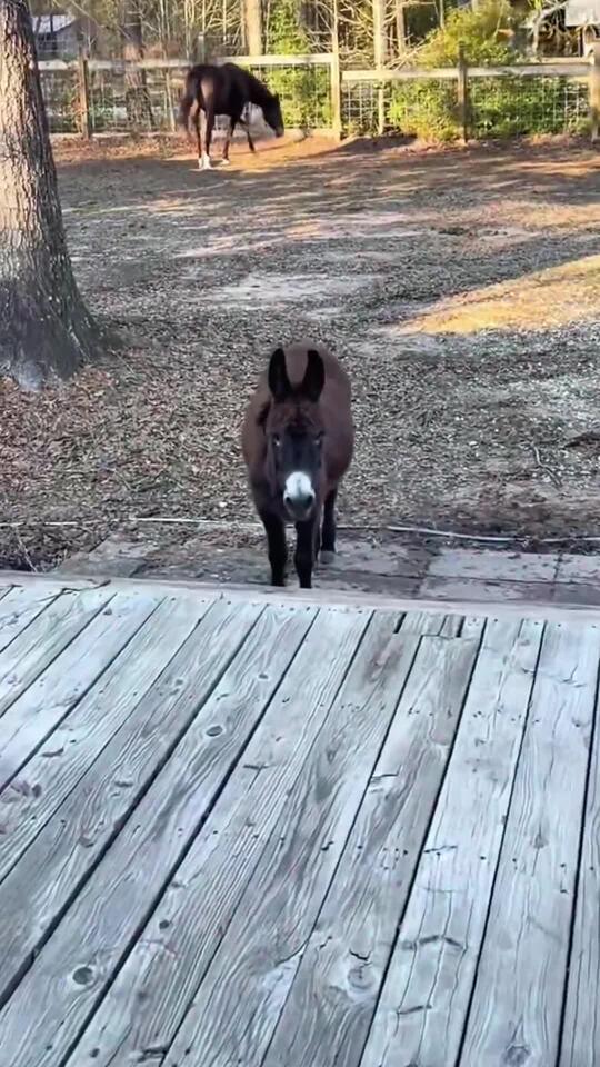 Happy day for the donkeysfunny animal donkey donkeylaughing behavior ...