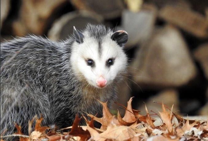 The Top 5 Species of Roadkill in Michigan - NewsBreak