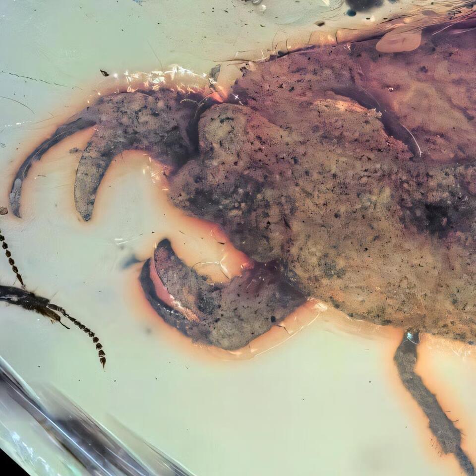 Strange prehistoric bug with claws found trapped in amber in Myanmar ...