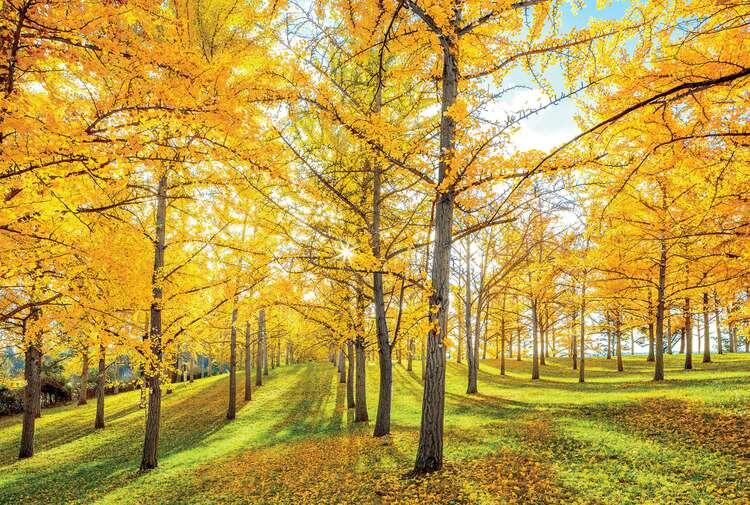 12 Trees You Should Plant This Fall - NewsBreak