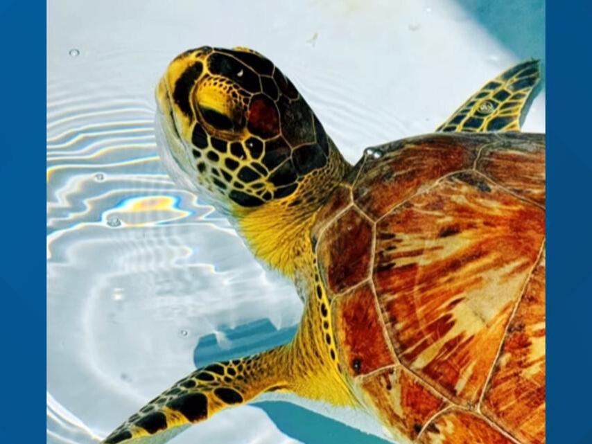 Florida marine center names sea turtle "Stanley" for Florida Panthers' win