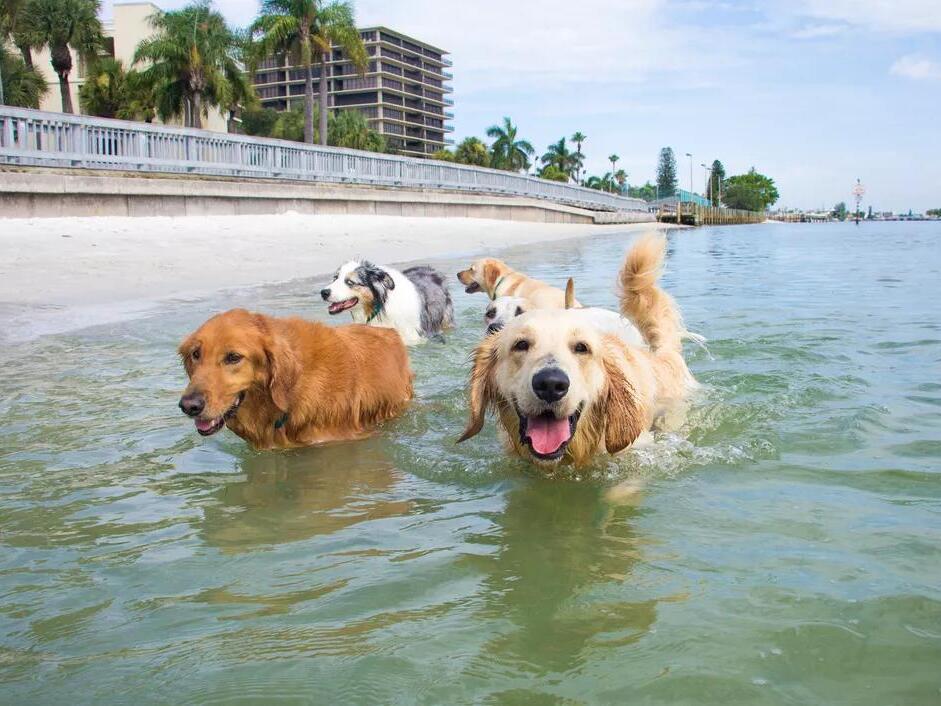 Fishermen Rescued 38 Dogs Treading Water In Lake