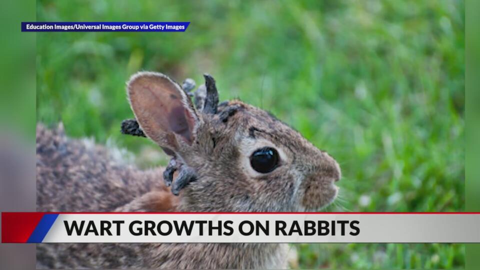 Rabbits with tentacle-like growths seen in Colorado - NewsBreak