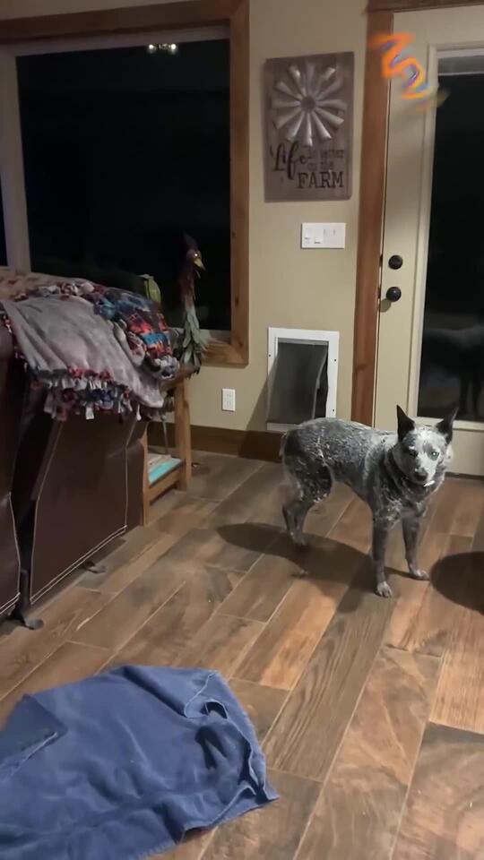 What kind of dog is that afv cows dogs - NewsBreak