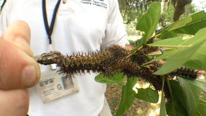 Buck moth caterpillars are worse than usual in Louisiana. When will ...