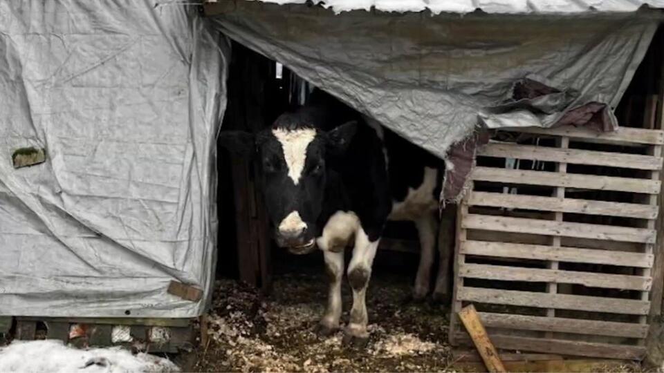 Animal sanctuary ‘Cloa’s Ark’ owner lawyers up after 300 animals seized ...