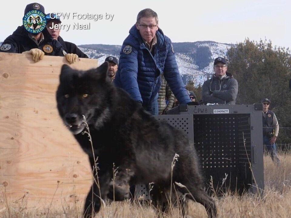Colorado Parks and Wildlife is relocating wolves that have been killing ...
