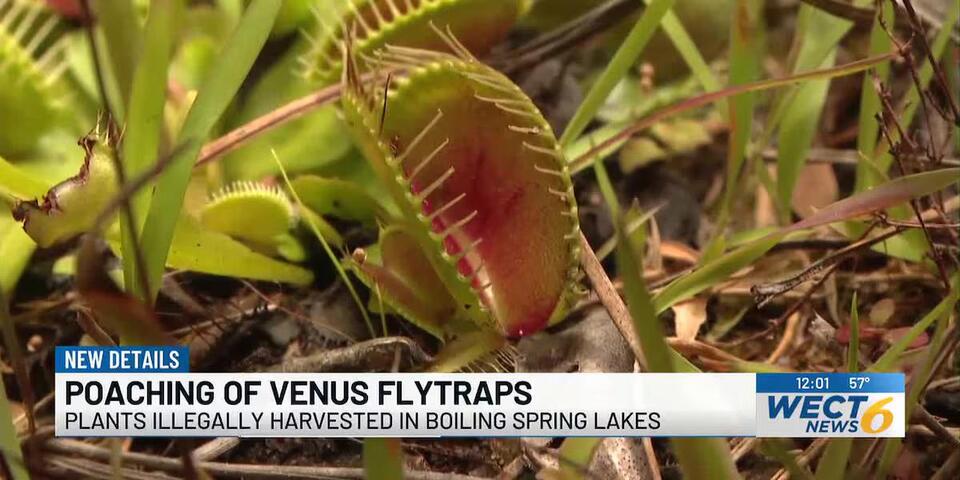 Poaching threatens rare Venus flytraps in southeastern North Carolina - NewsBreak