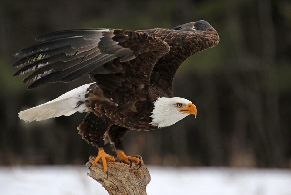 2 Species of Eagles in Nevada (With Pictures and Identification ...