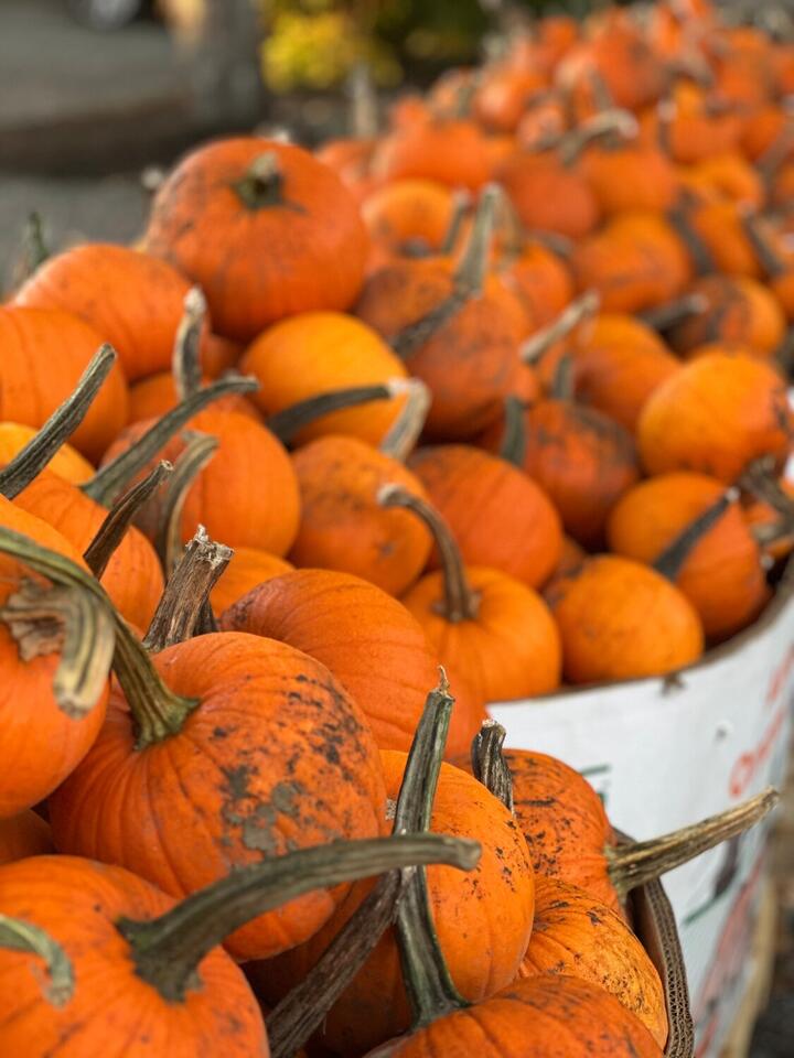 The Magic of Fall is in the Air at Palmer River Elementary - NewsBreak