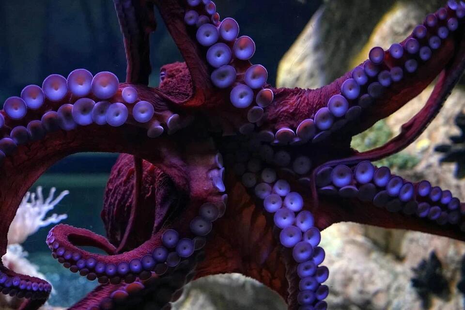 The Surprising Intelligence of Octopi - NewsBreak
