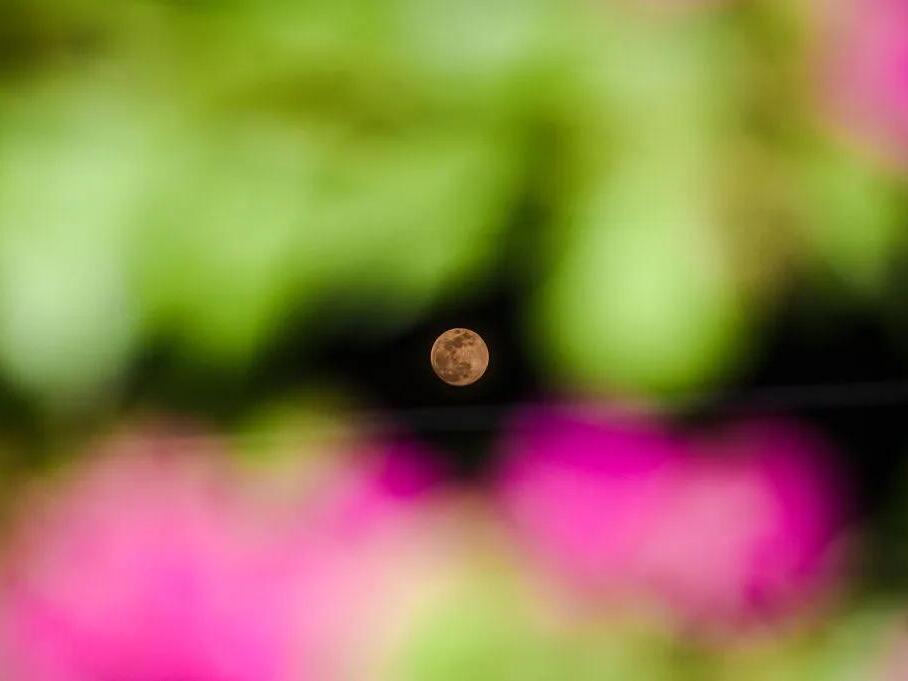 Auroras and a Worm Moon Eclipse: Celestial Events Light Up Sky Ahead of ...