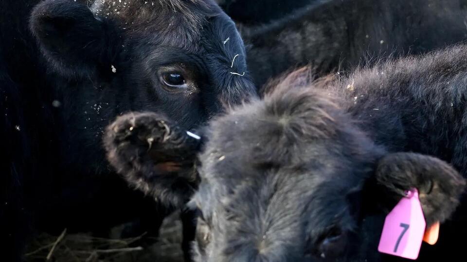 Tyson plant closure reshapes cattle market outlook for 2026 - NewsBreak