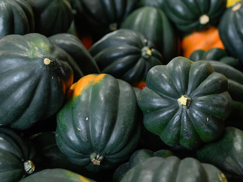 How to grow acorn squash from sowing to harvesting – all you need to ...