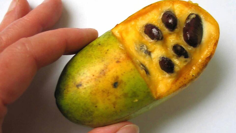 Paw-paw: The Strange Tropical-Like Fruit That Grows Wild In Alabama ...