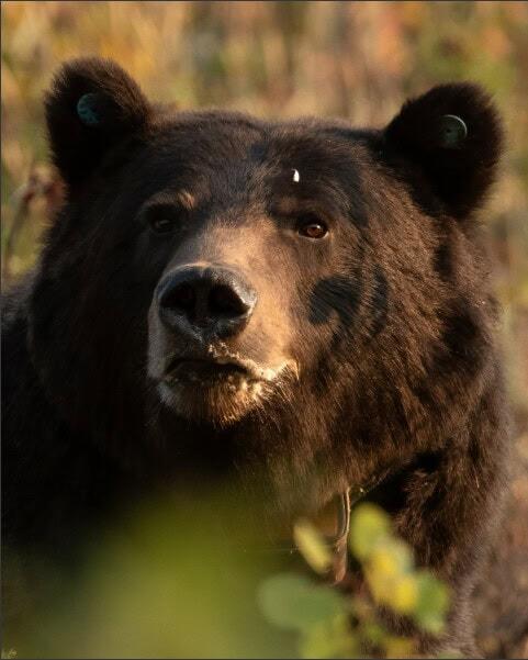 These Chonky Bears Have Us Ready for Fat Bear Week - NewsBreak