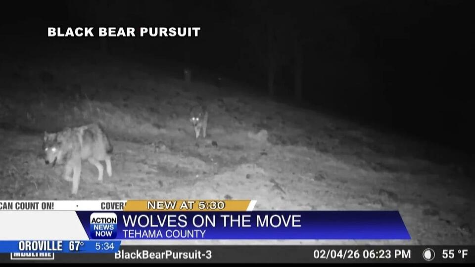 Five wolves caught on trail camera in Tehama County - NewsBreak
