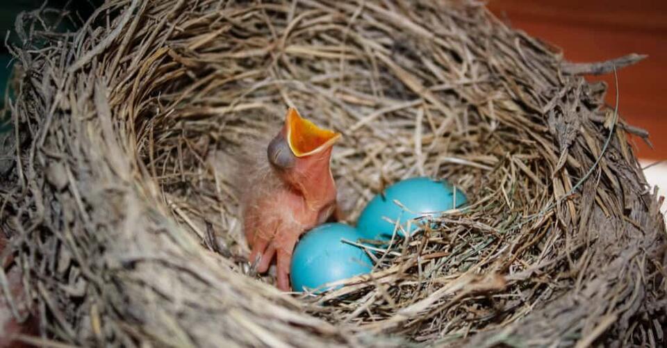 5 Birds That Lay Eggs in Other Birds’ Nests (and Why They Do It ...