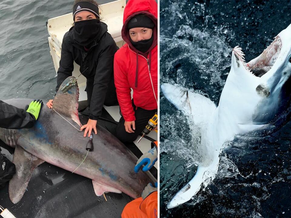 7-foot shark was eaten by even bigger shark, researchers suspect