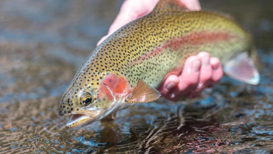 Trout stocking returns to West Virginia waterways in 2026 - NewsBreak