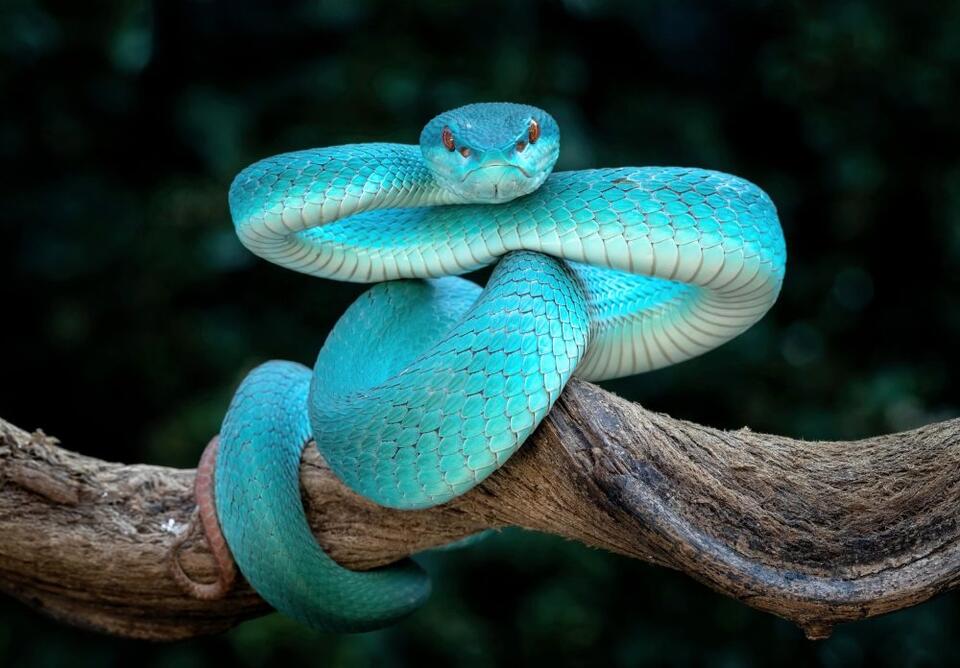 Climate change is pushing venomous snakes into new danger zones - NewsBreak