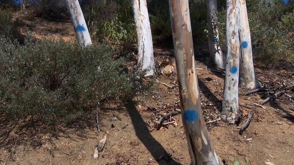 Poway starts cutting down thousands of trees to mitigate fire danger ...